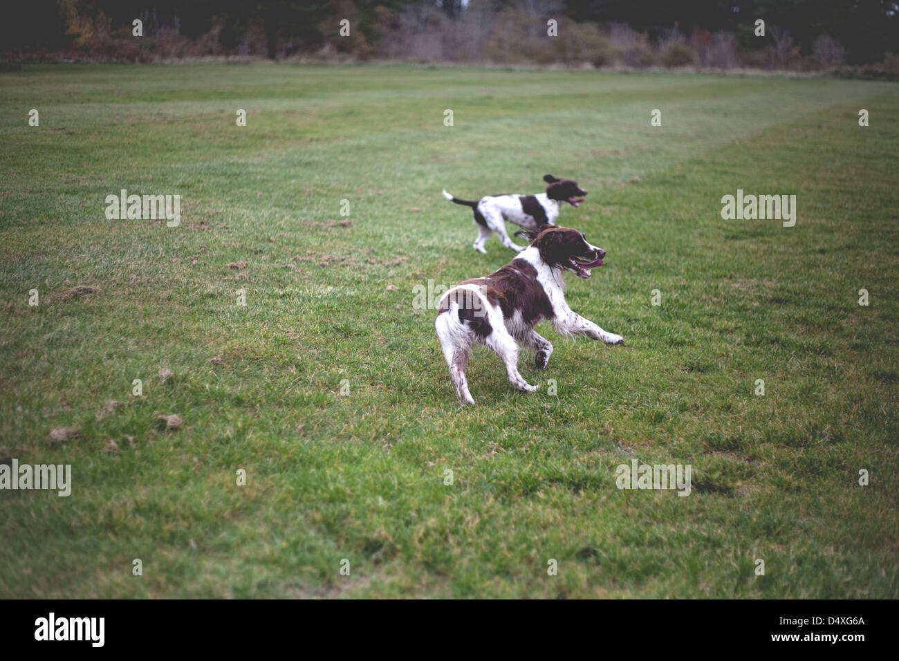 Two dogs running happily in a field Stock Photo - Alamy