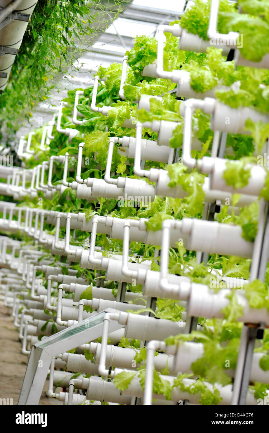 Modern agriculture of vegetable green house indoor Stock Photo - Alamy