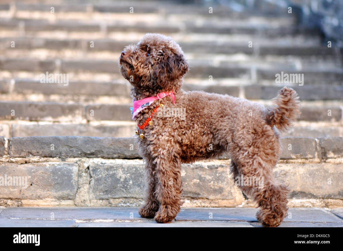 close up shot of laughing teddy dog sitting on the ground Stock Photo ...