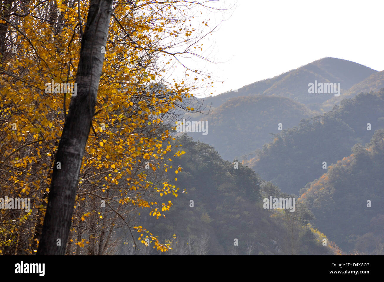 autumn gingko tree in a blue background Stock Photo - Alamy