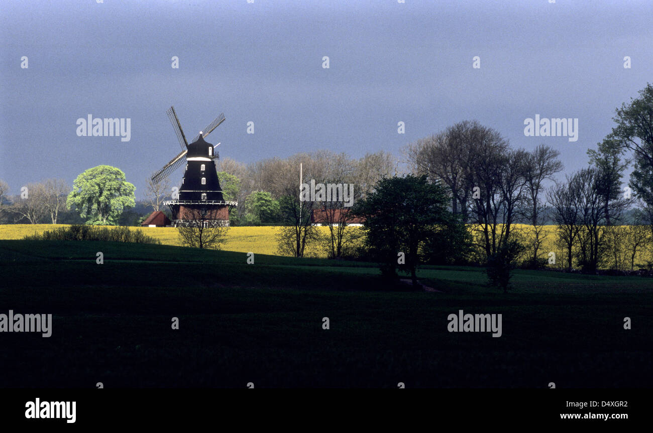 The Krageholm Mill behind a yellow rape field Stock Photo - Alamy