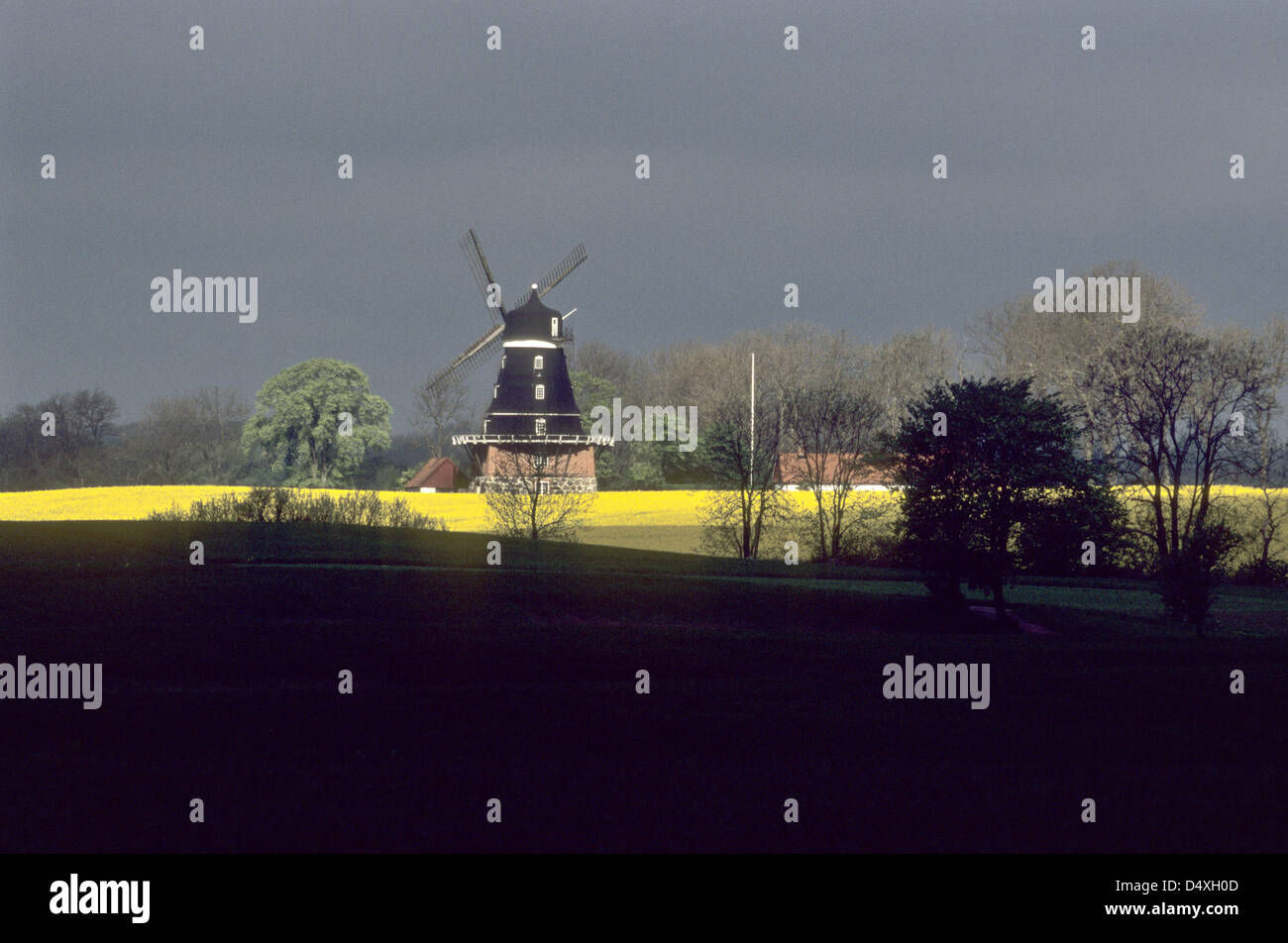 The Krageholm Mill behind a yellow rape field Stock Photo - Alamy