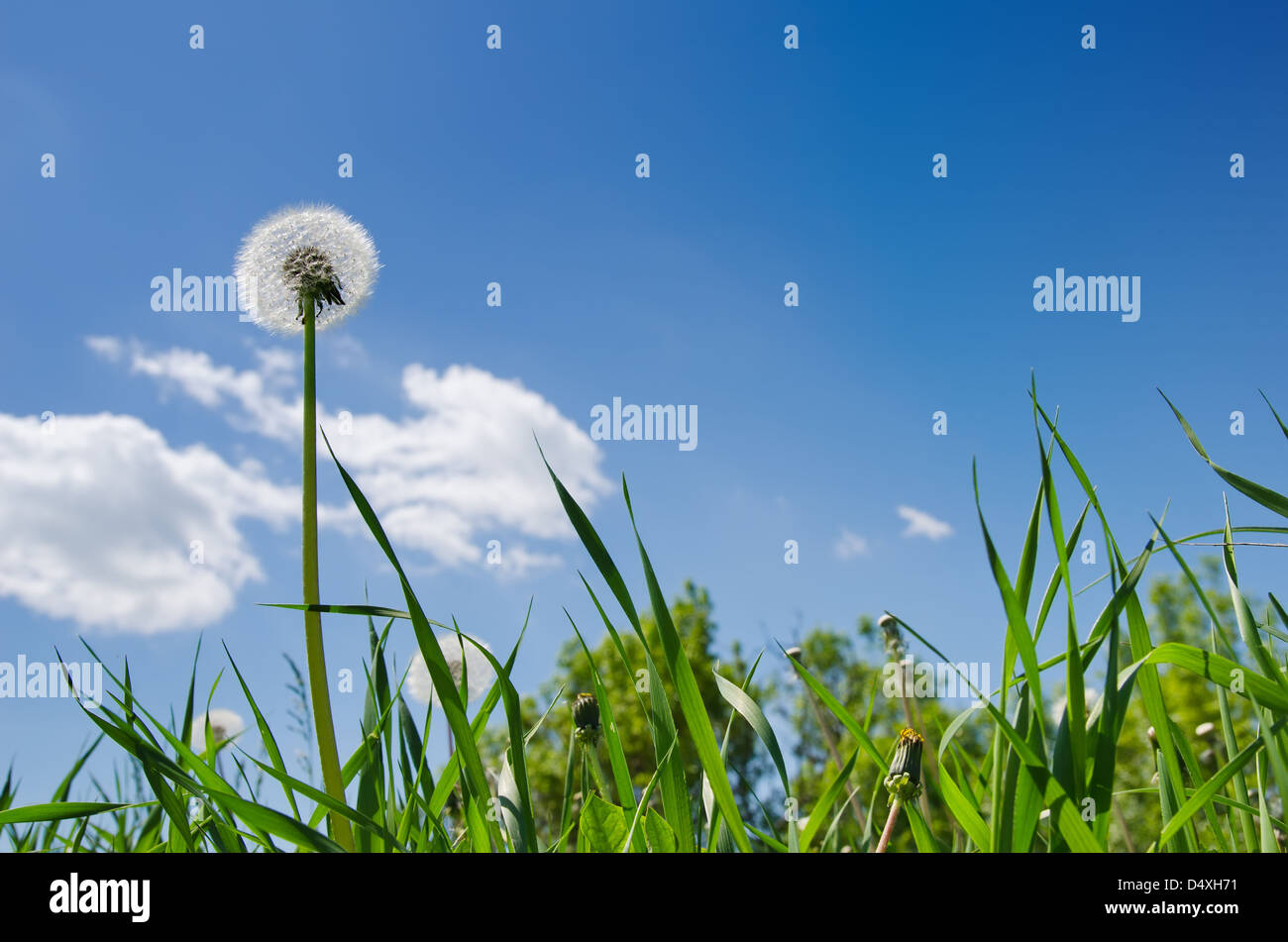 old dandelion in green grass field and blue sky Stock Photo - Alamy