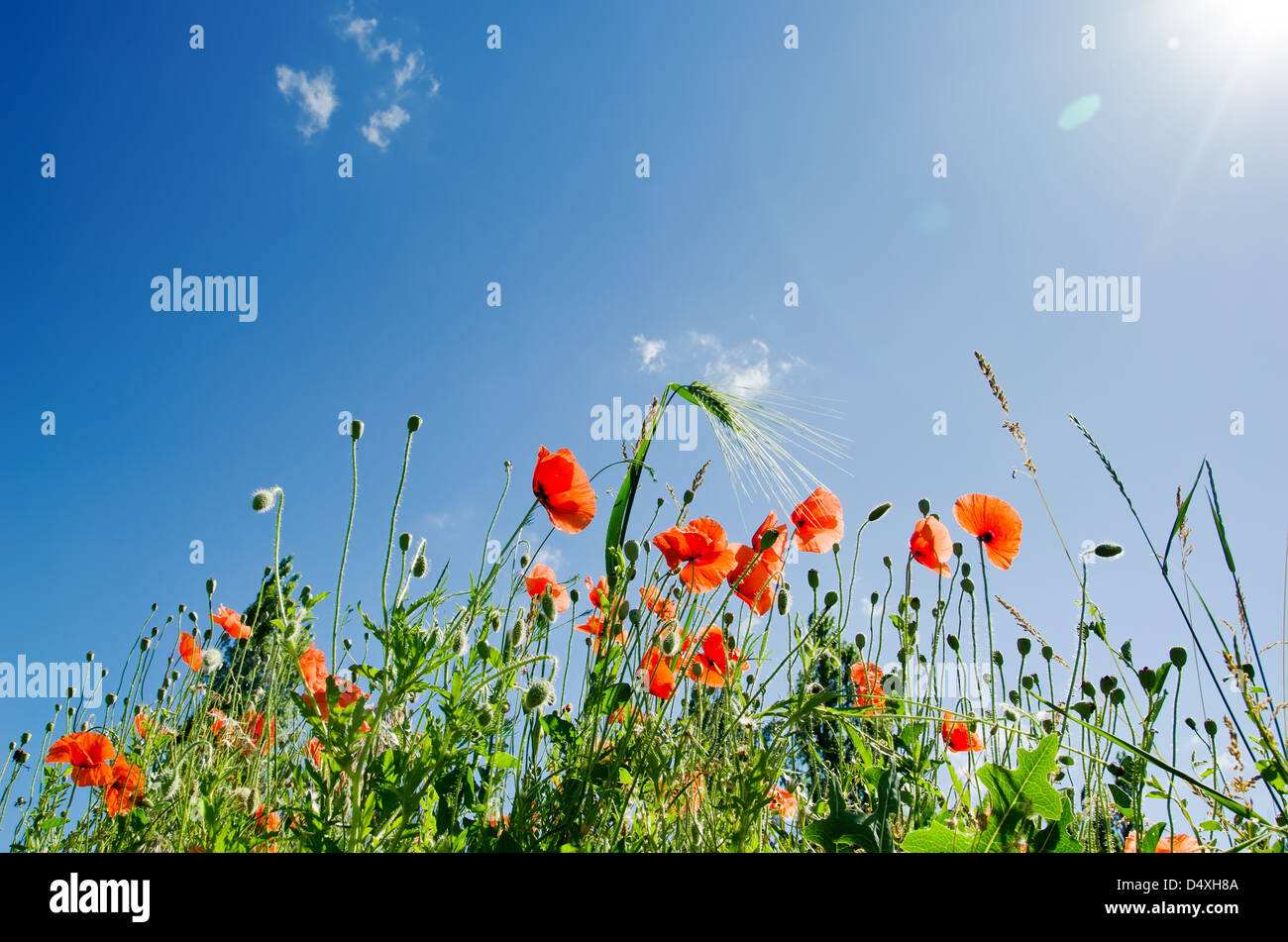 poppy flowers under sunny sky Stock Photo - Alamy