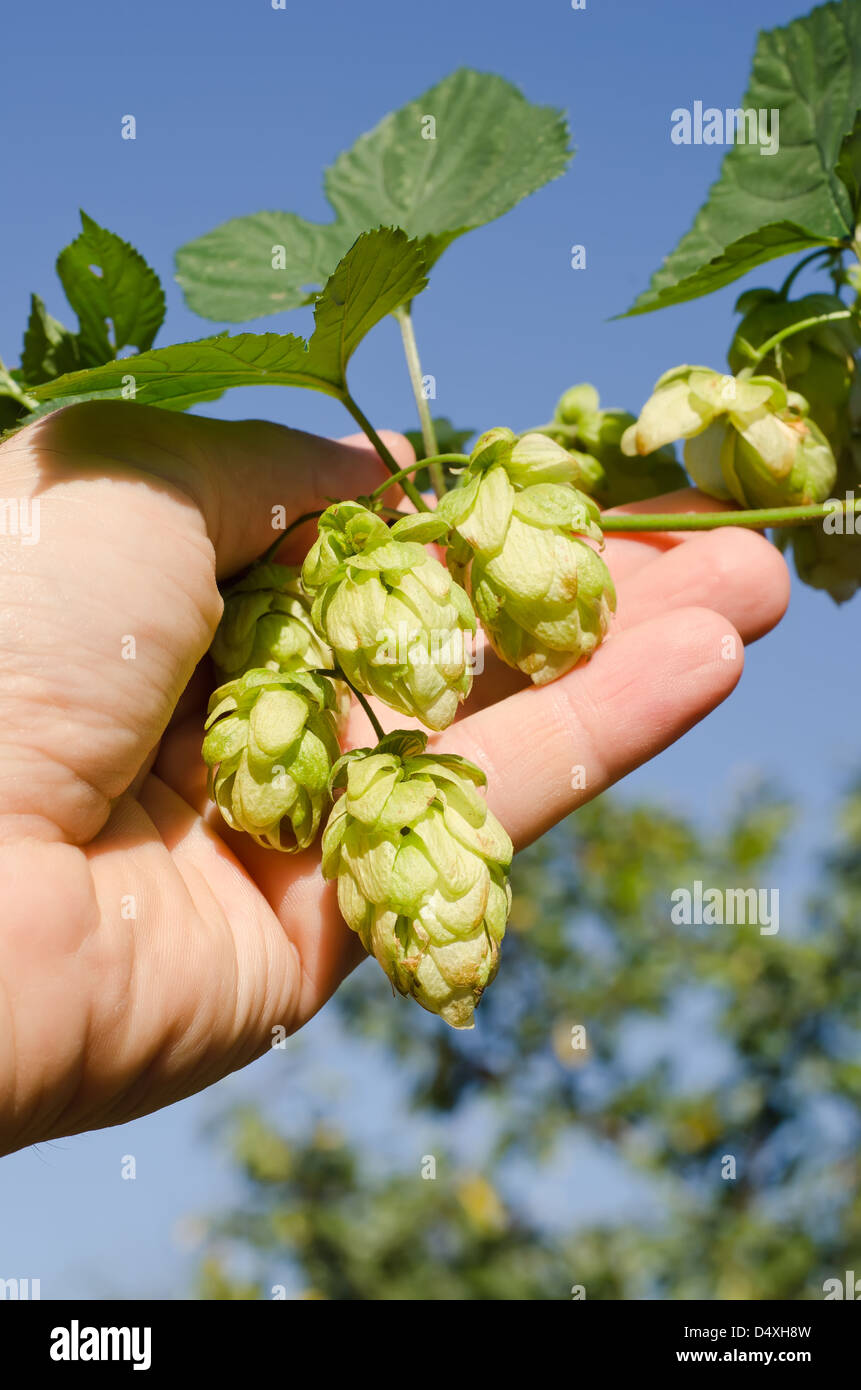 Hops stem to stem hi-res stock photography and images - Alamy