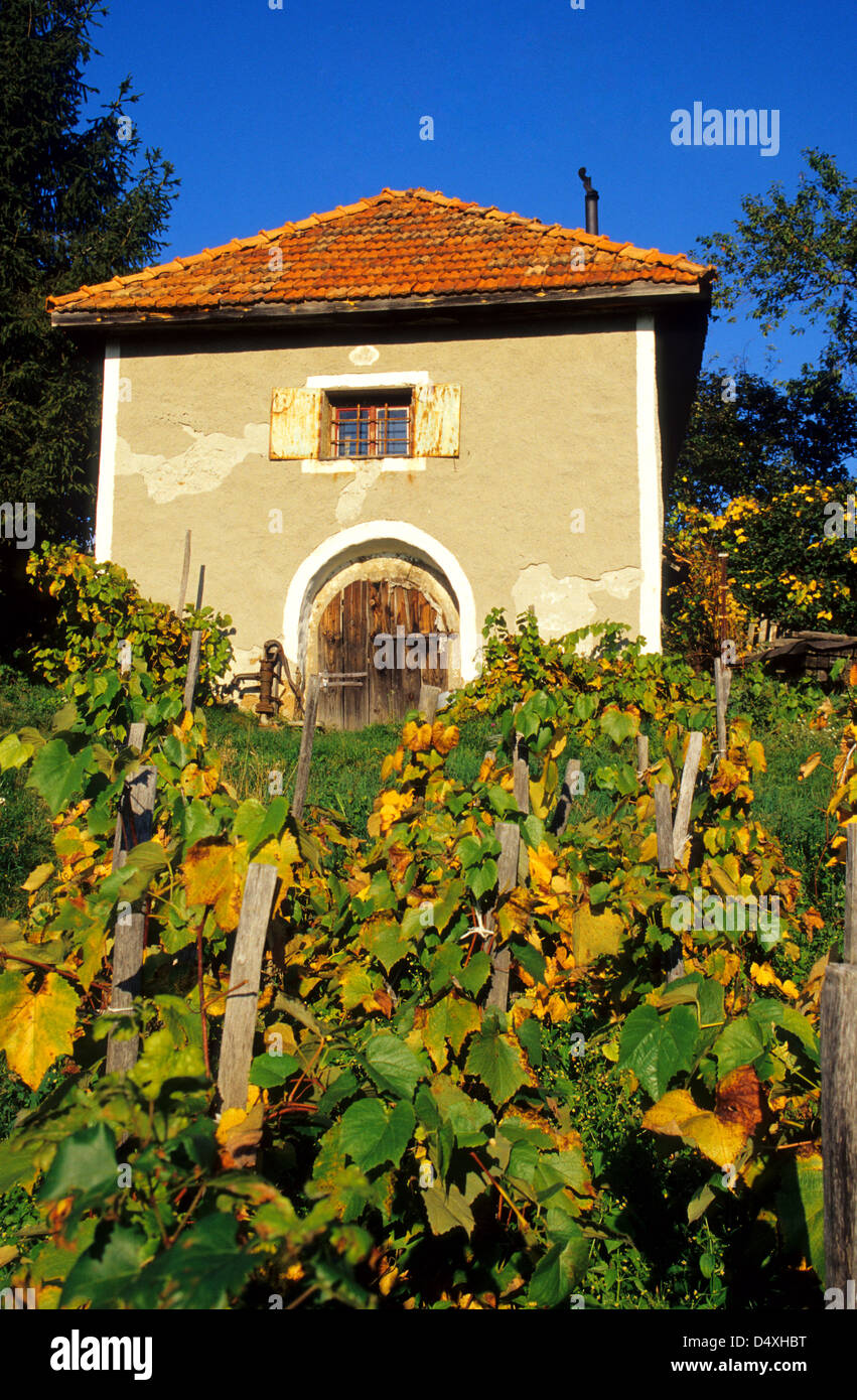 Old rural house used as wine cellar in vineyards near Bohunice, Hont ...