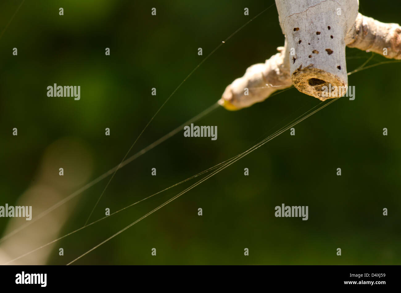 spider web strings in spring Stock Photo - Alamy