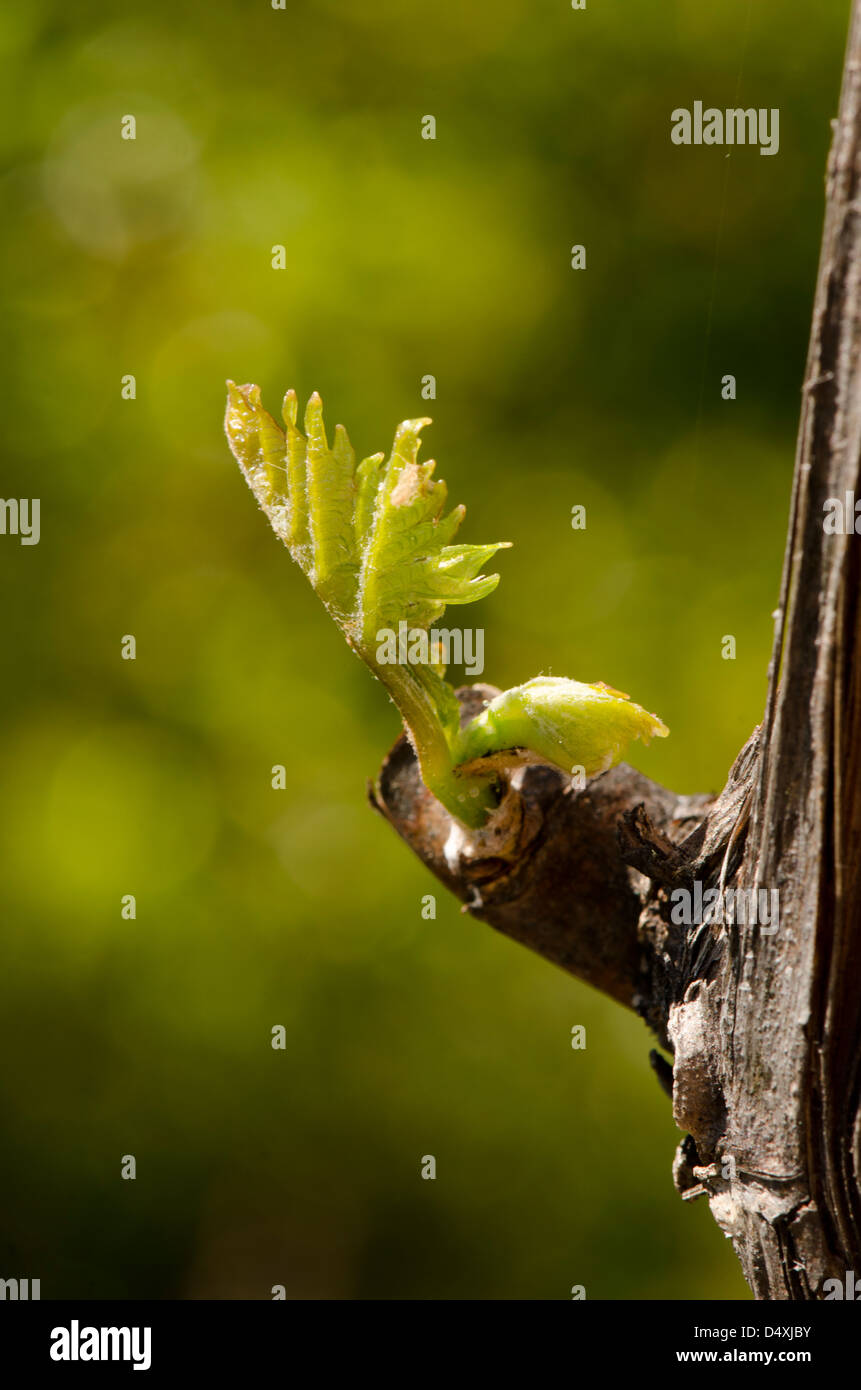 Sprout of vine in spring Stock Photo - Alamy