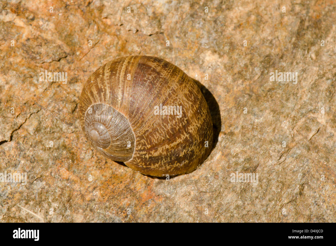 Camouflaged land snail on rock Stock Photo - Alamy