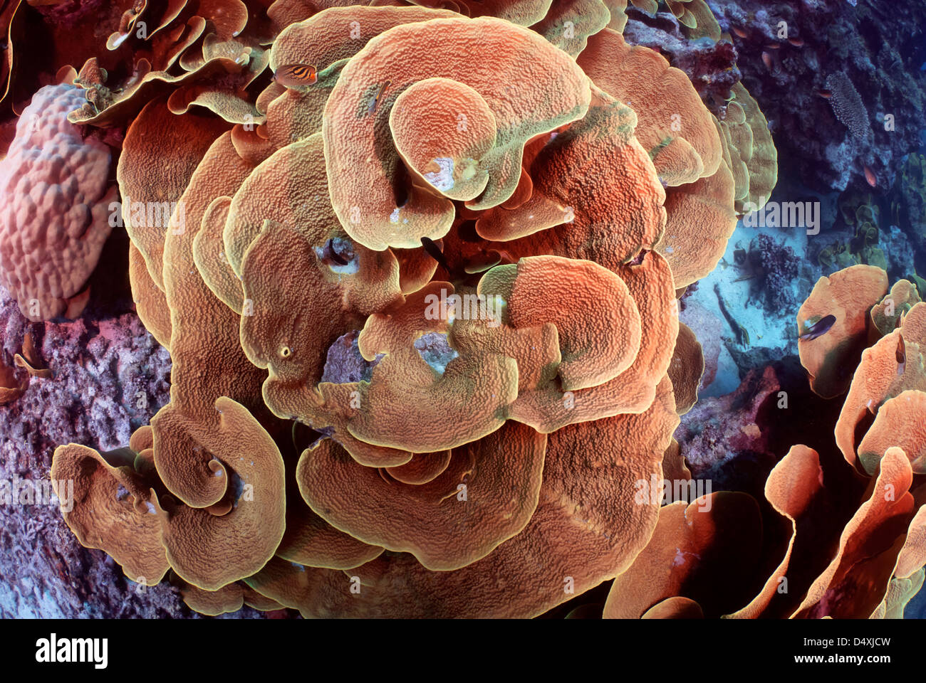 Plate Coral Fungiida, Great Barrier Reef, Coral Sea, Pacific Ocean ...