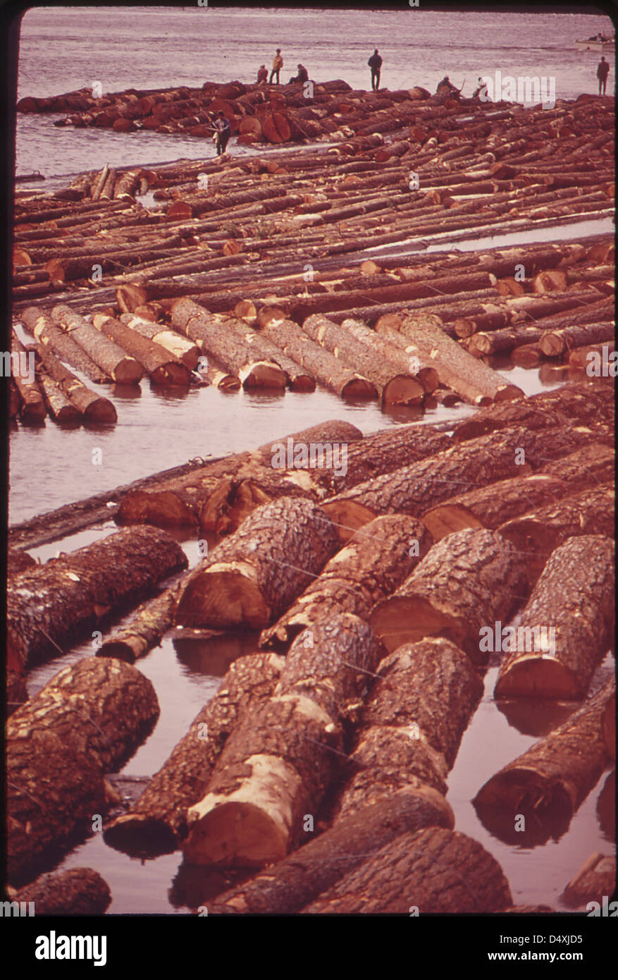 A log raft on the Willamette River at Oregon City, photographed in ...