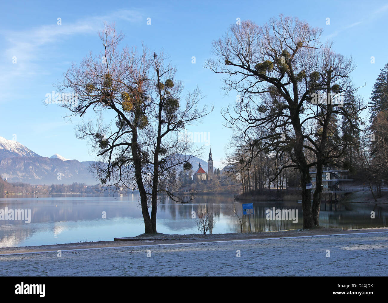 Mistletoe in the trees on the shores of Lake Bled Slovenia Stock Photo ...