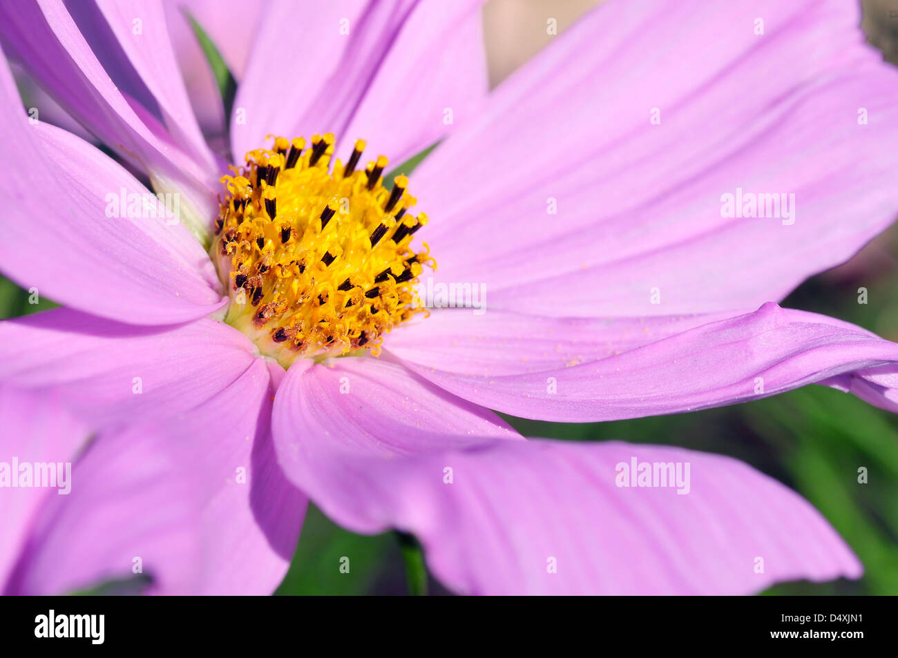 Purple cosmos hi-res stock photography and images - Alamy