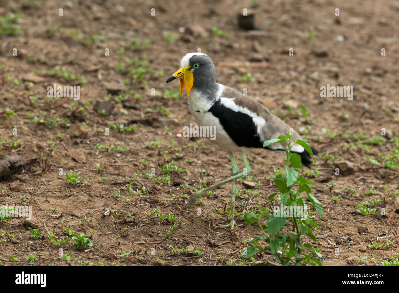 Lapwing, White headed or White crowned Plover Vanellus albiceps walking ...