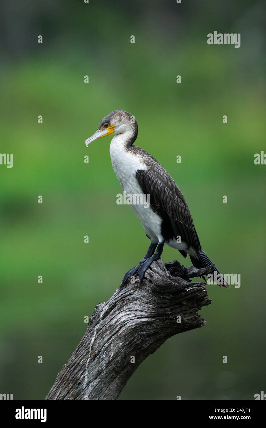 White-breasted Cormorant Phalacrocorax lucidus standing on an old lake ...