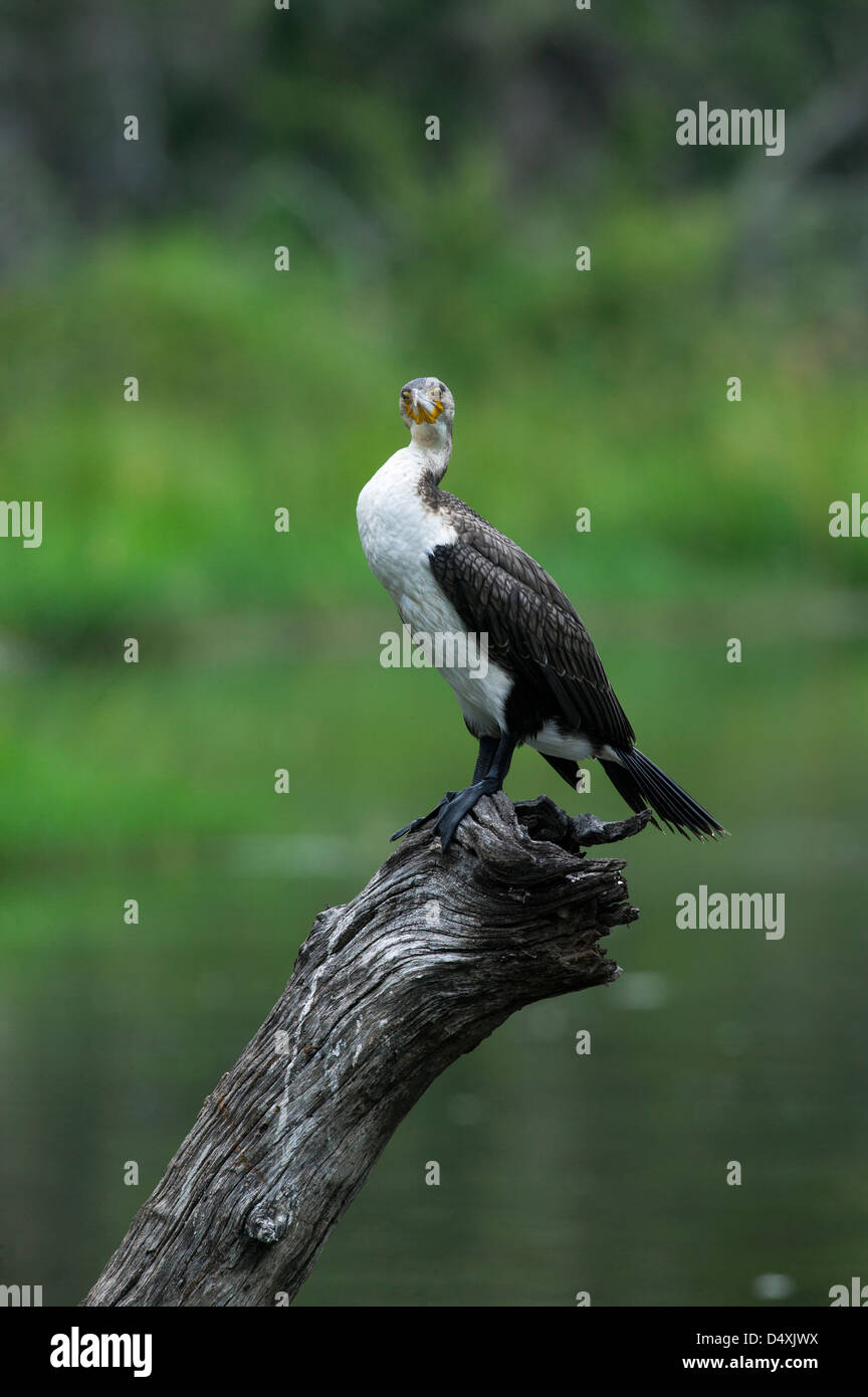 Phalacrocorax Lucidus High Resolution Stock Photography and Images - Alamy