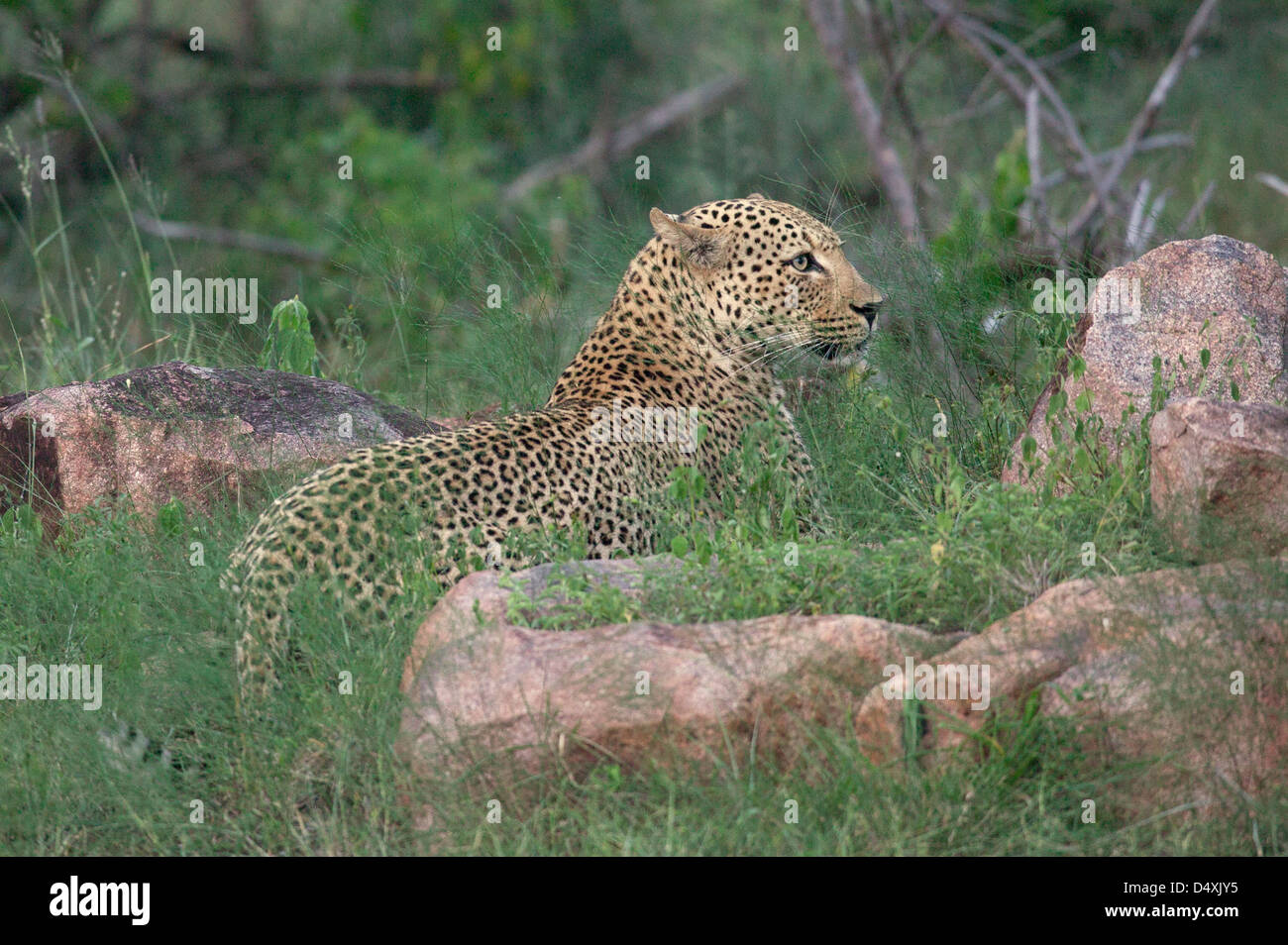 Leopard Panthera pardus laying down amongst a rocky outcrop Stock Photo ...
