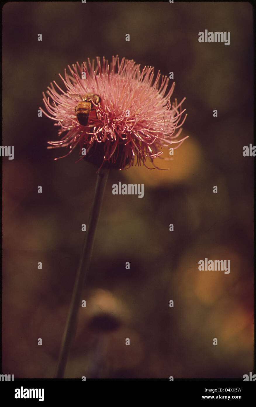 A photograph of Cirsium texanum, also known as Texas Thistle, a member ...