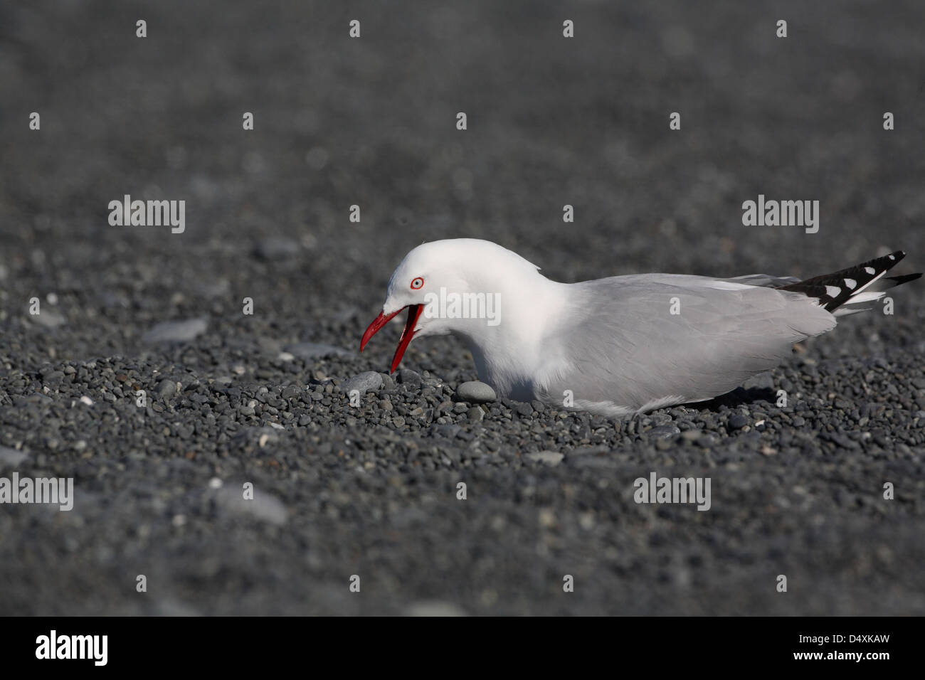 Red billed gull nesting hi-res stock photography and images - Alamy