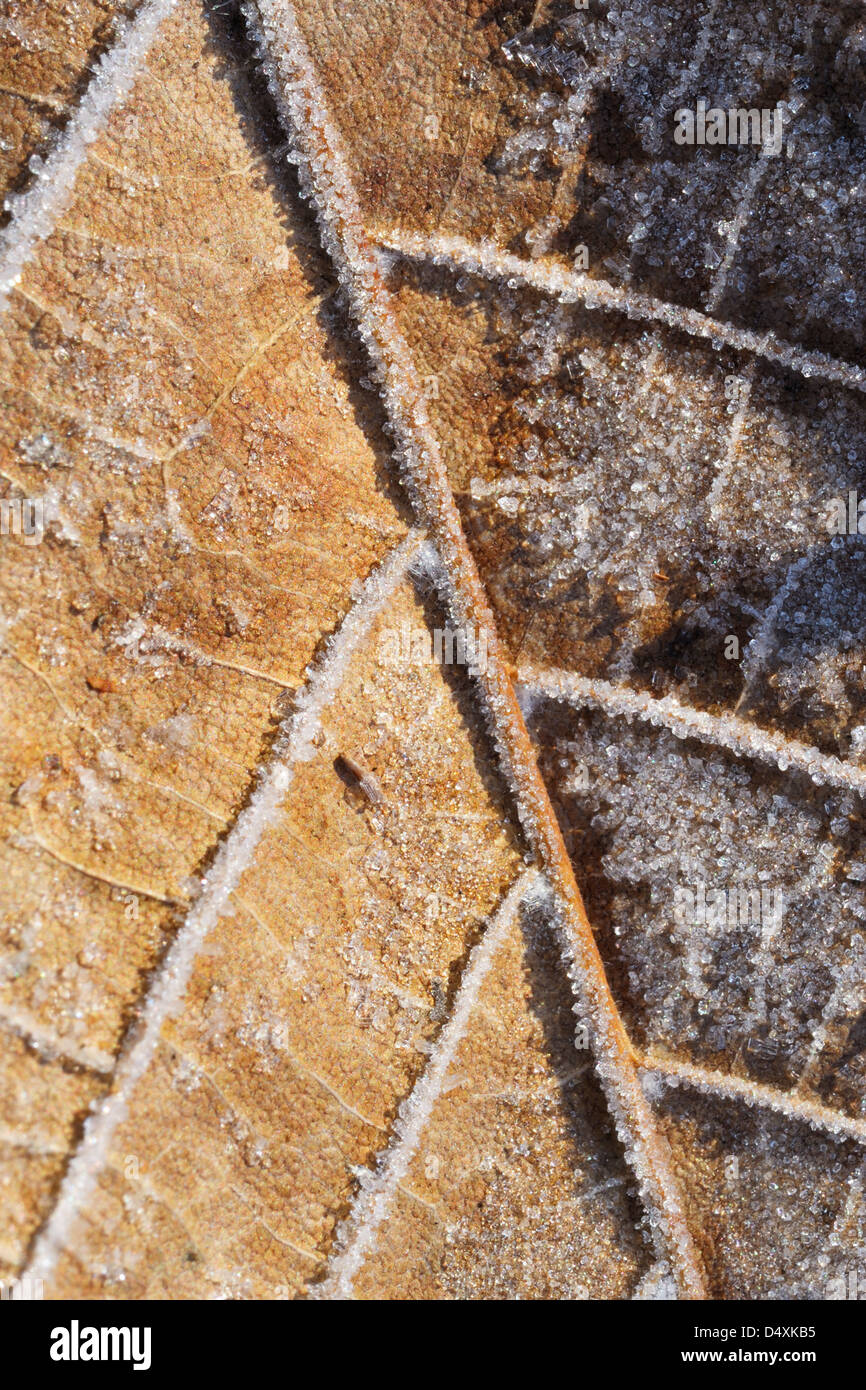 Frozen Leaf with beautiful frost texture Stock Photo - Alamy