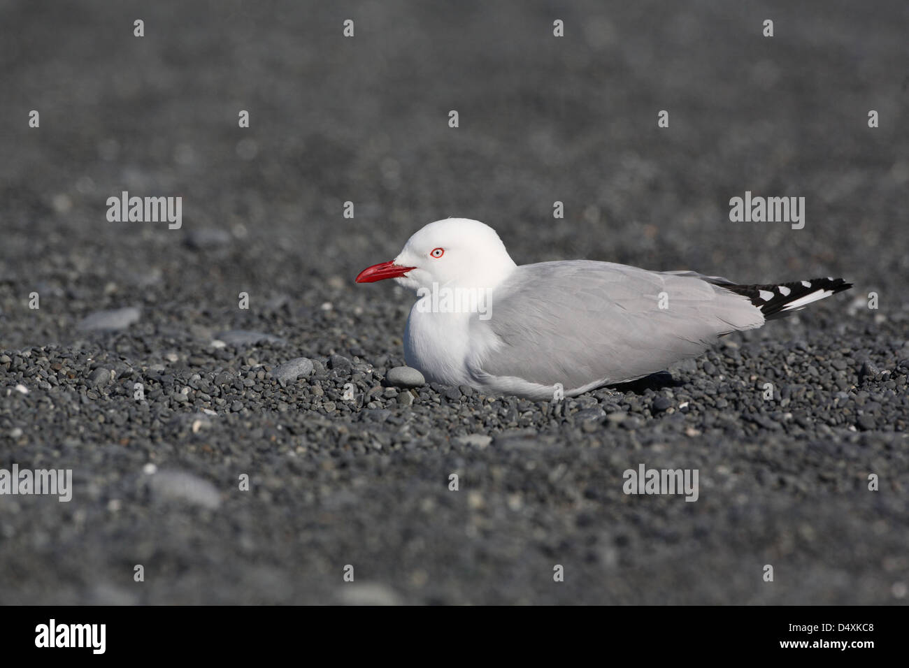 Red billed seagull nesting hi-res stock photography and images - Alamy