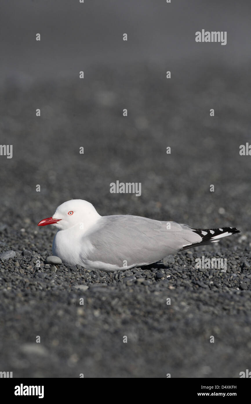 Red billed seagull nesting hi-res stock photography and images - Alamy