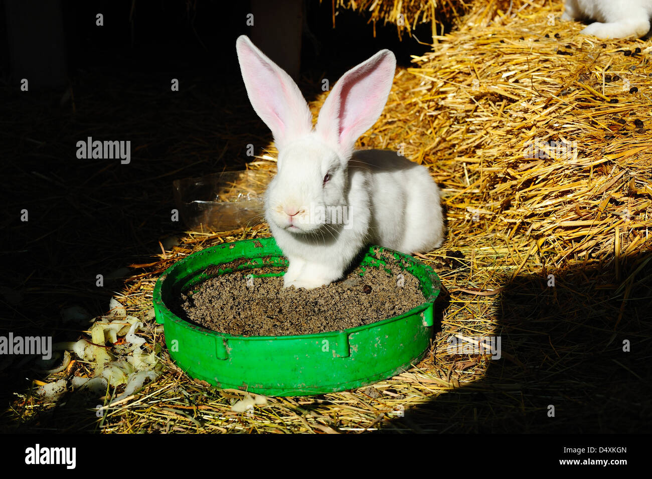 Rabbit as food hi-res stock photography and images - Alamy