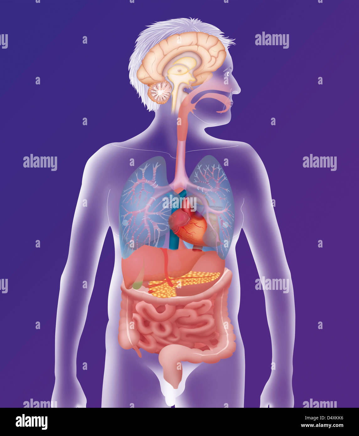 Rectal arteries hi-res stock photography and images - Alamy