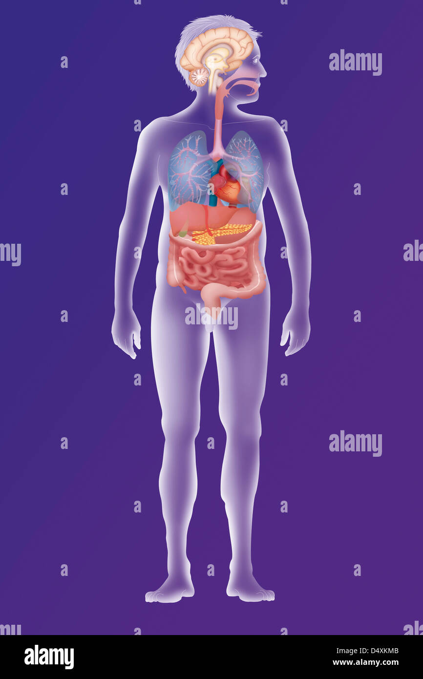 Truncus pulmonalis hi-res stock photography and images - Alamy