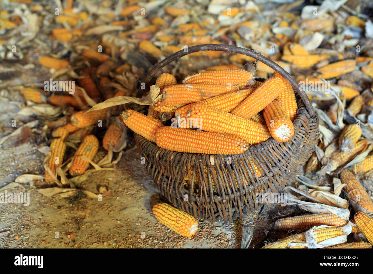 An image of a basket with orange corn Stock Photo - Alamy