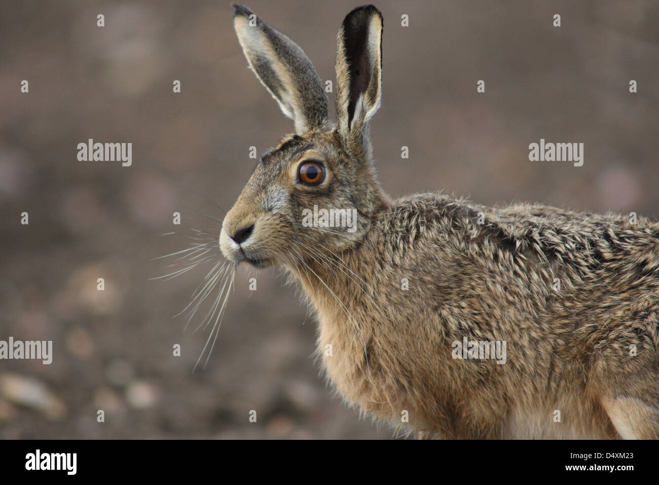 Longer hind legs hi-res stock photography and images - Alamy
