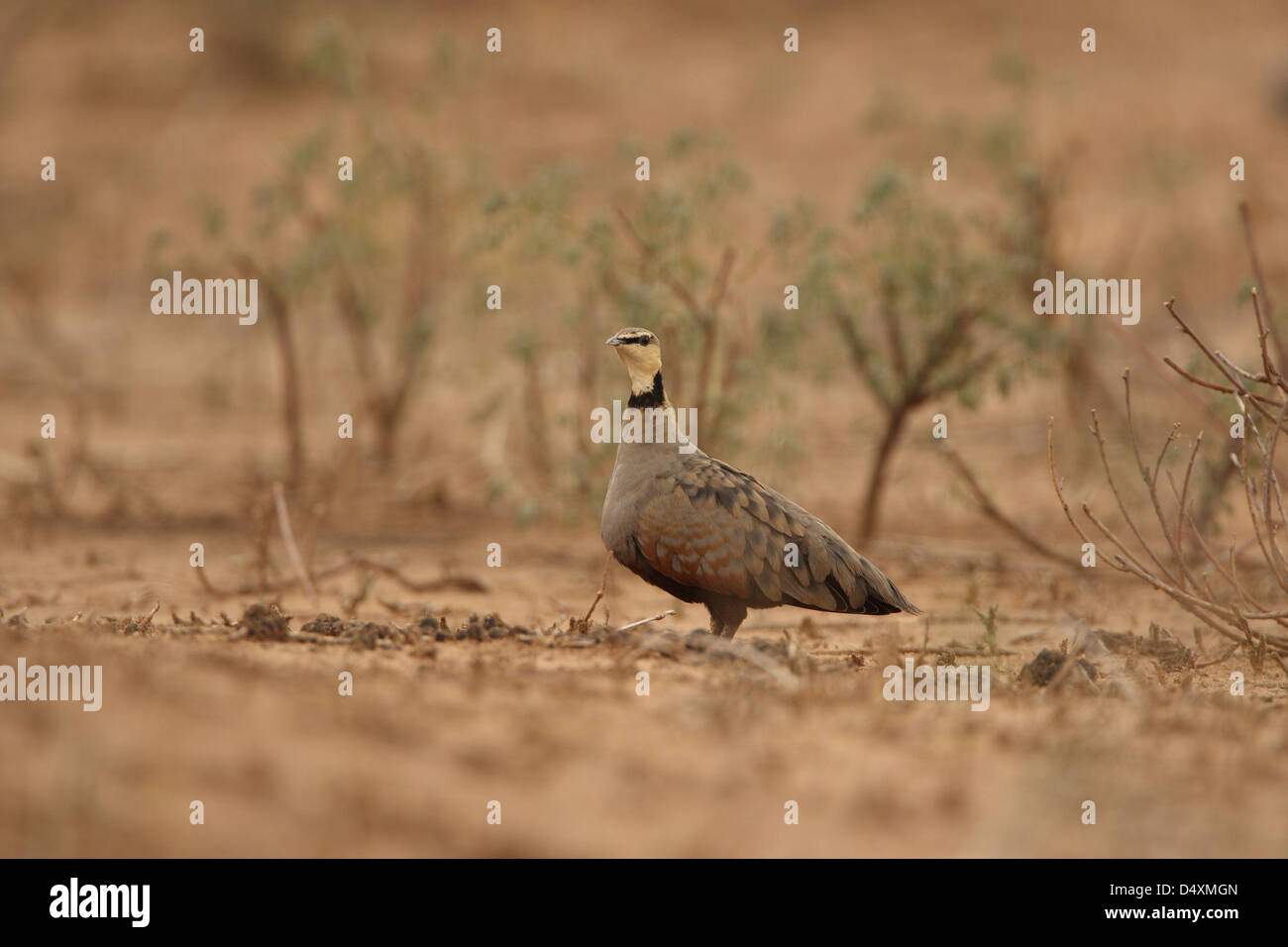 African grouse hi-res stock photography and images - Alamy