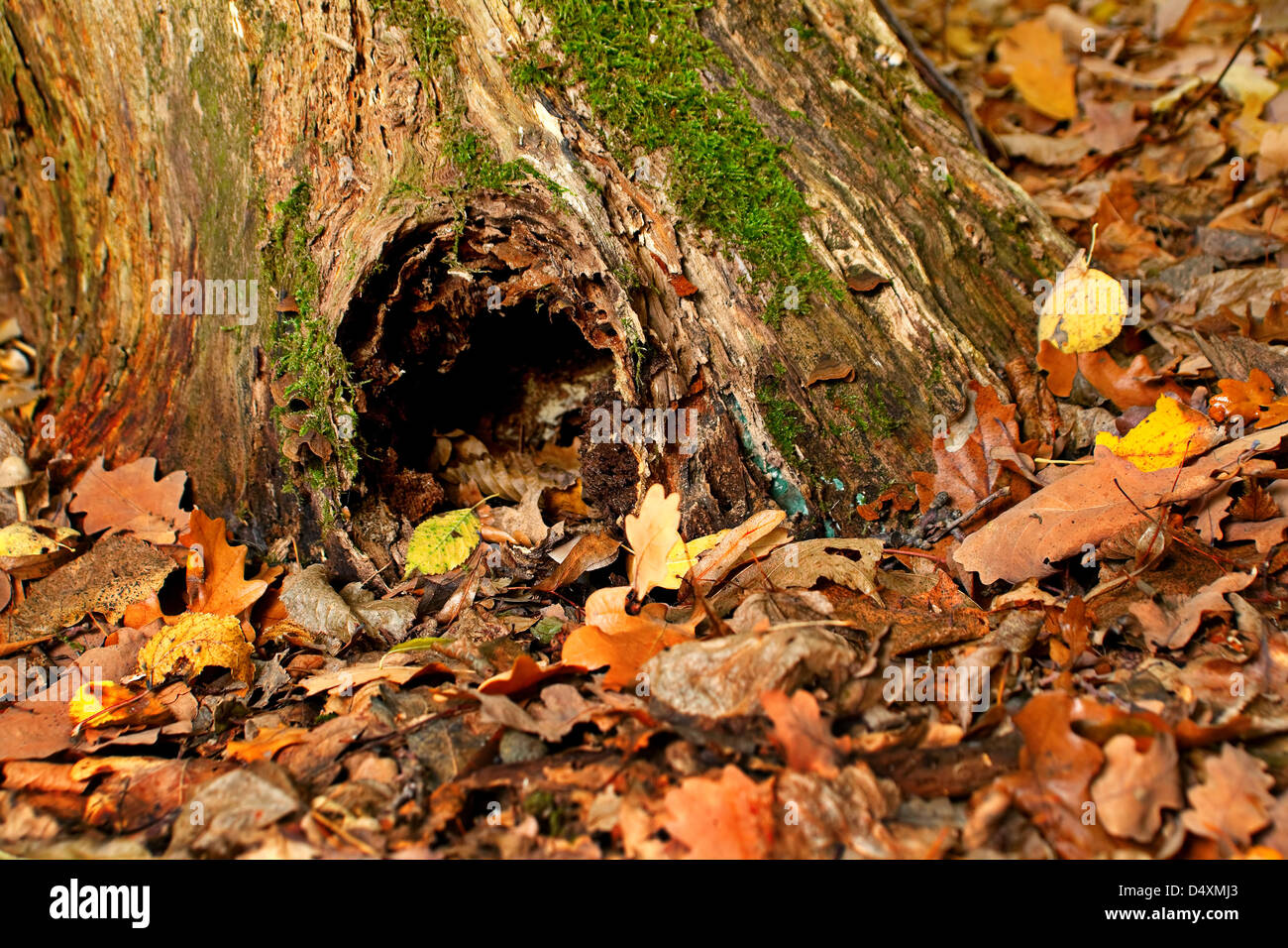 Hollow leaf hi-res stock photography and images - Alamy
