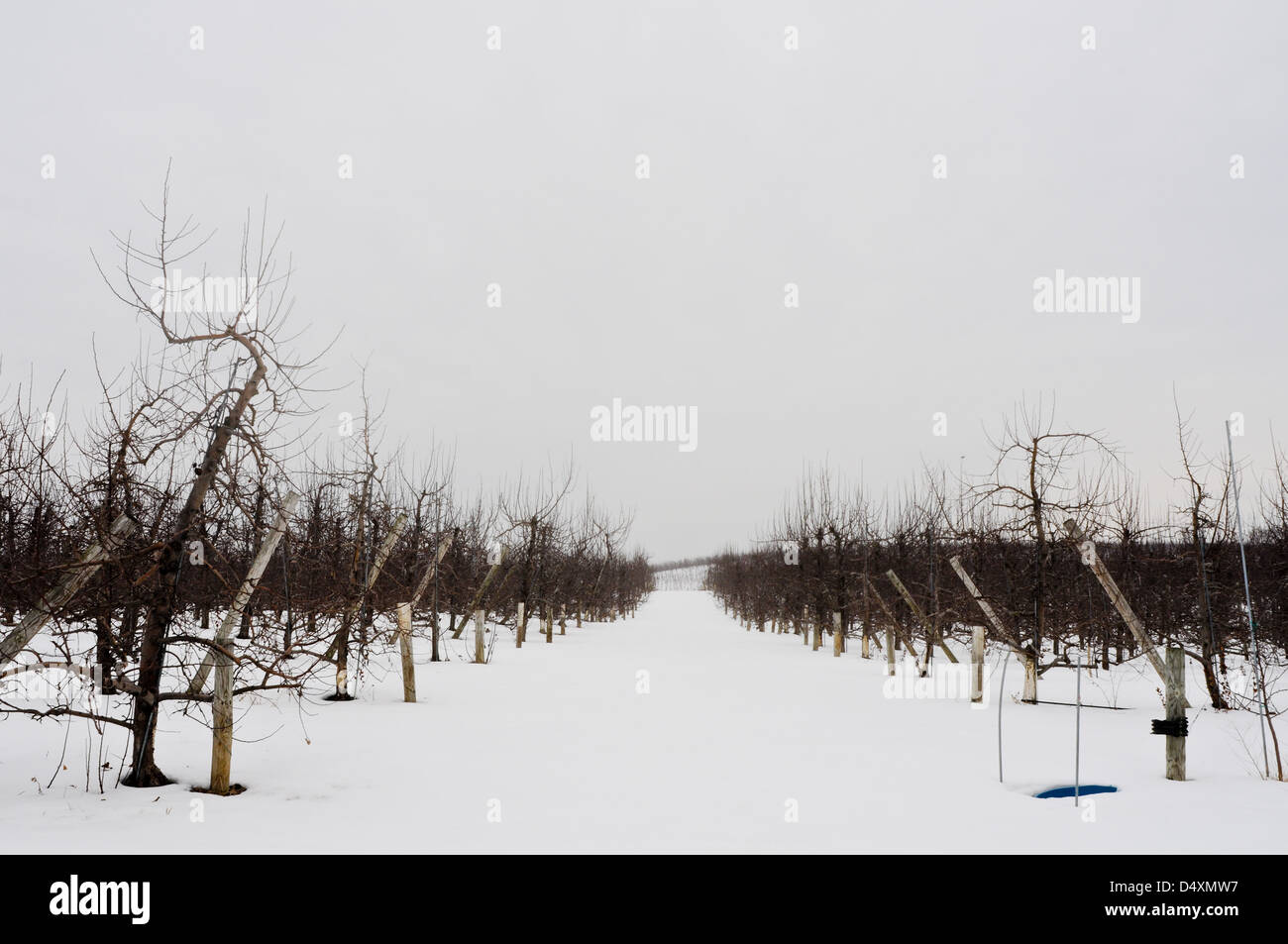 Apple orchard in the winter, Upstate New York Stock Photo - Alamy