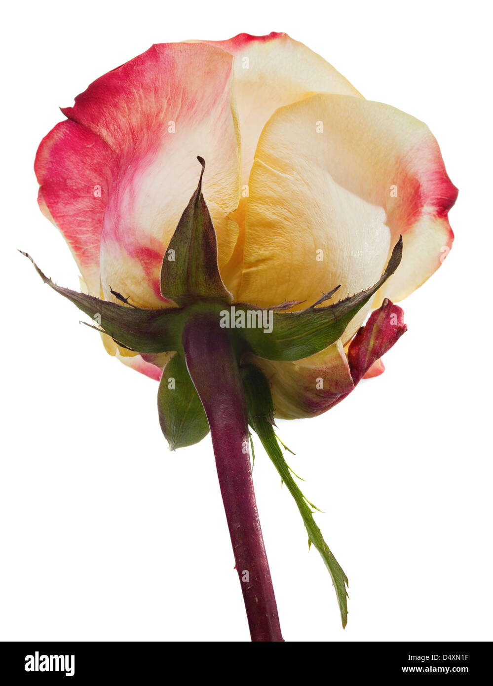 Rose head closeup isolated on white Stock Photo - Alamy