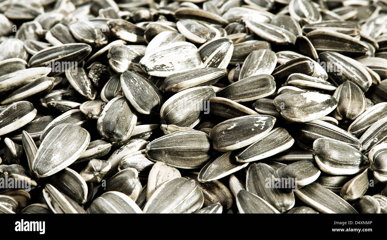 Sunflower seed closeup detail view Stock Photo - Alamy