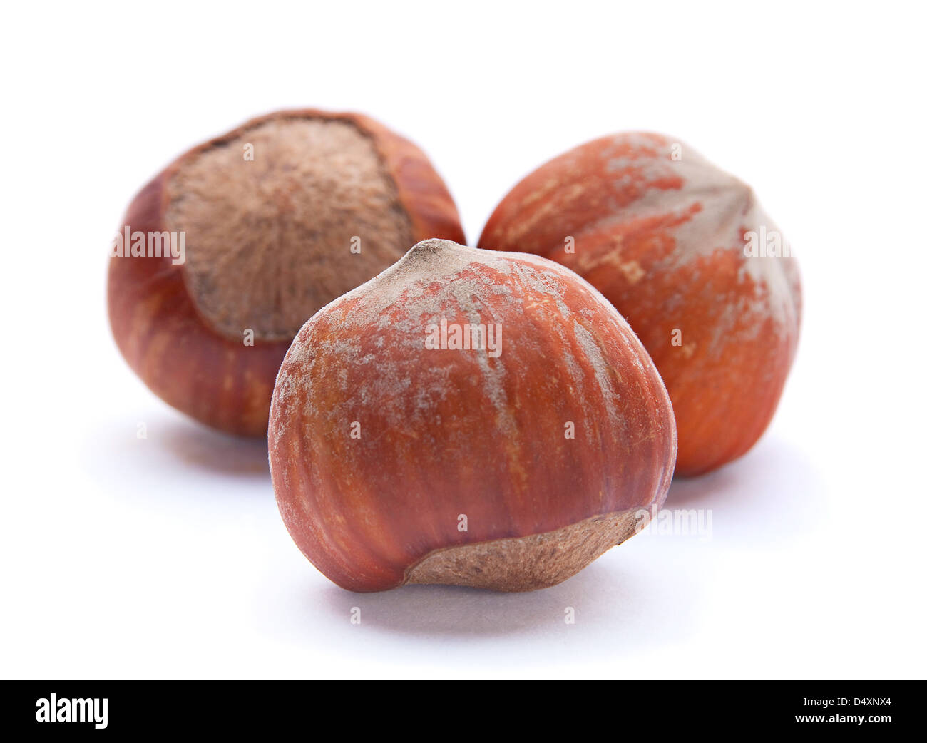 Hazelnut nut closeup isolated on white Stock Photo - Alamy