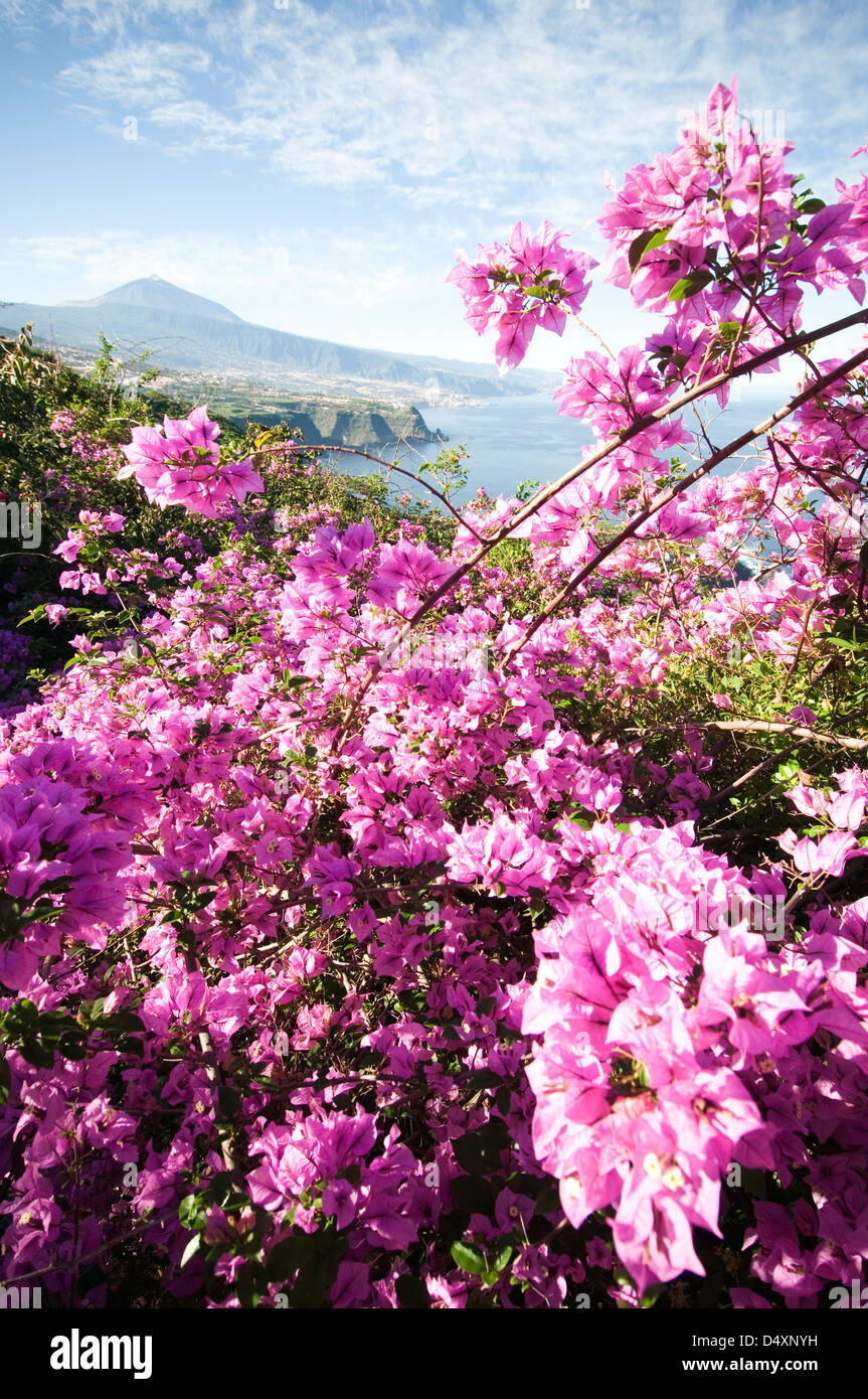 tenerife mount tiede canary islands canaries pink flowers flora and ...