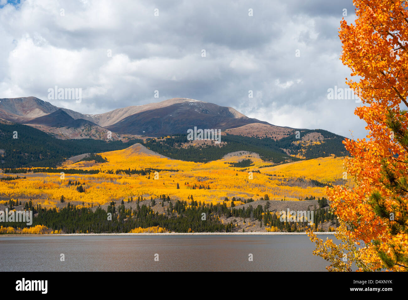 Colorful displays of gold and orange aspens on the mountainside of ...