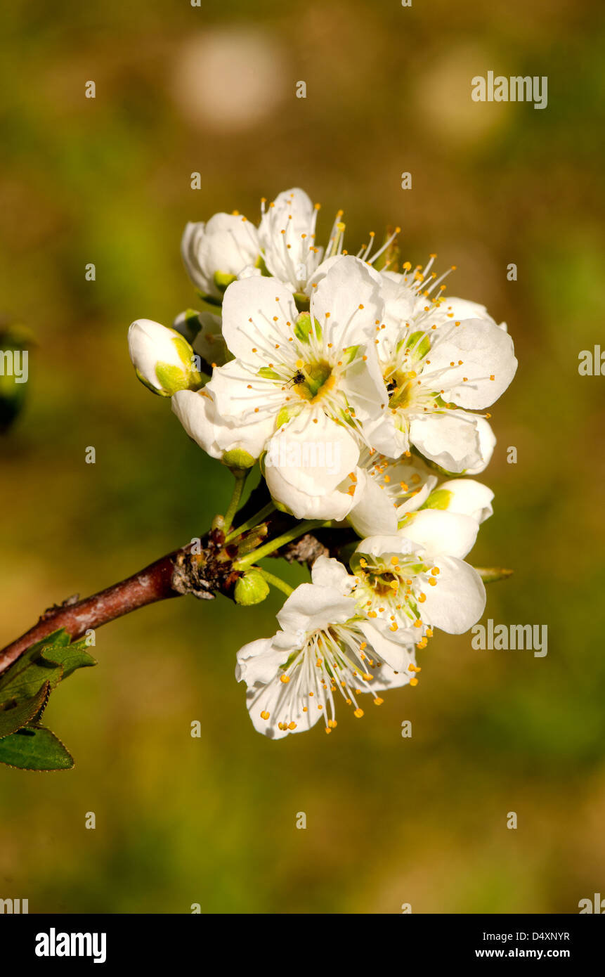 Prune tree hi-res stock photography and images - Alamy