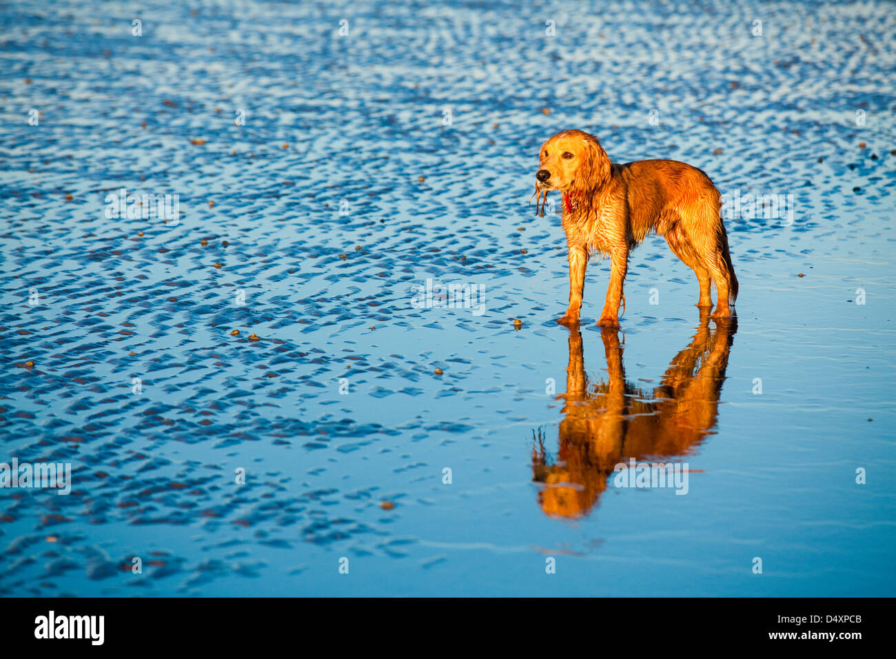 A golden Working Cocker Spaniel in the evening light on the beach at ...