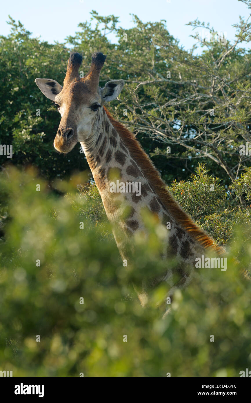 Side view of a giraffe hi-res stock photography and images - Alamy