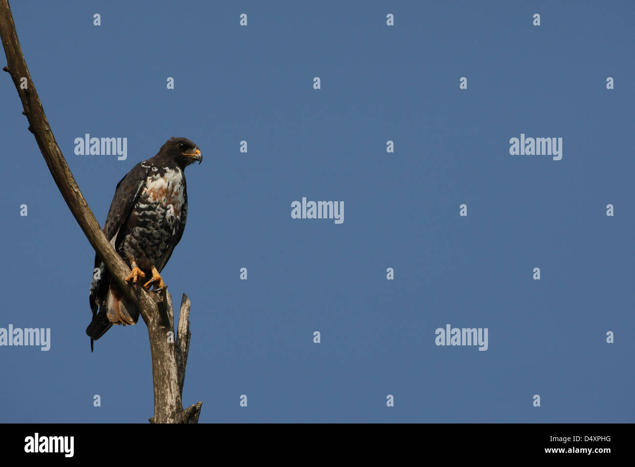 African grouse hi-res stock photography and images - Alamy