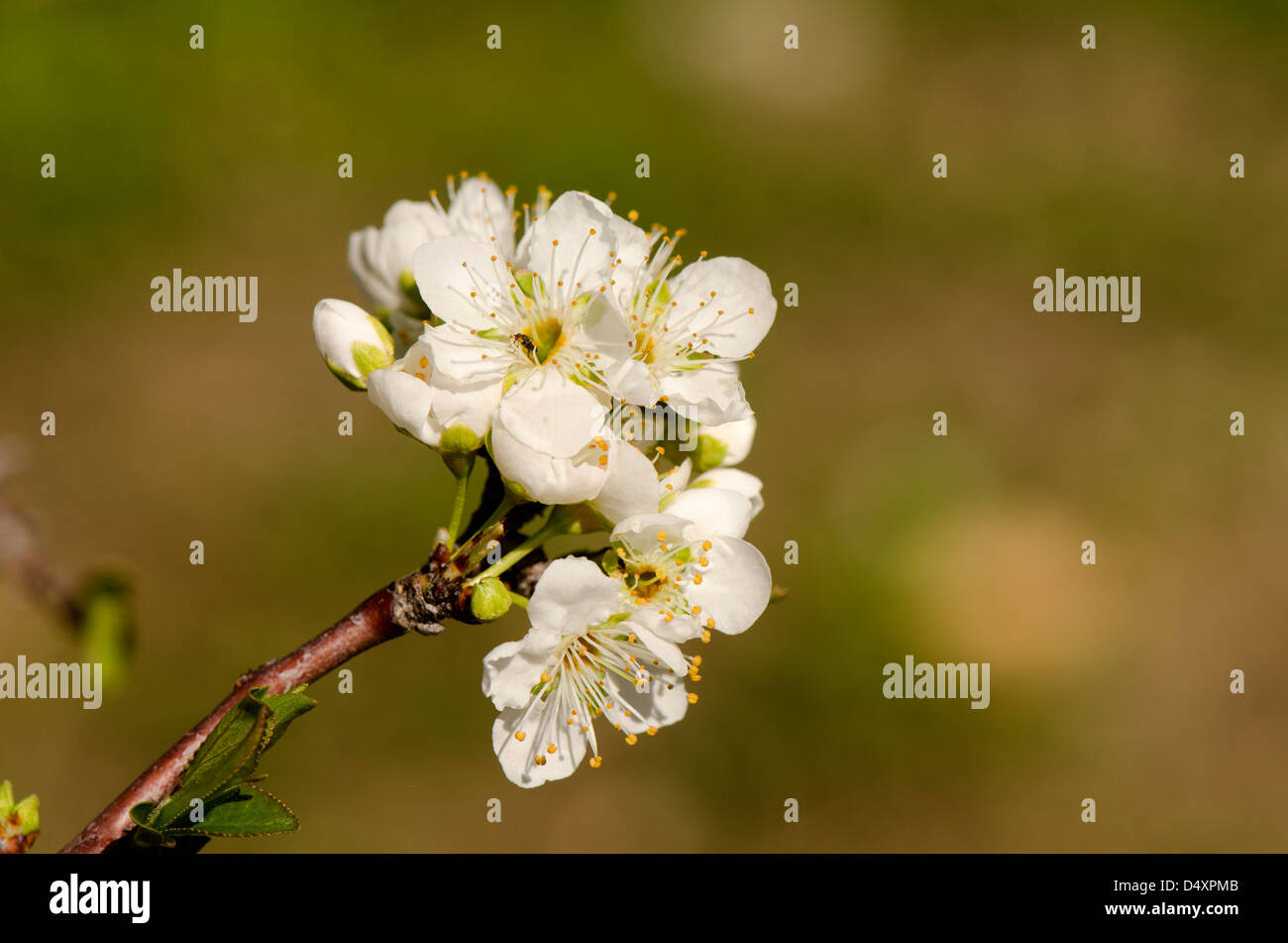 Blossom and fruits hi-res stock photography and images - Alamy