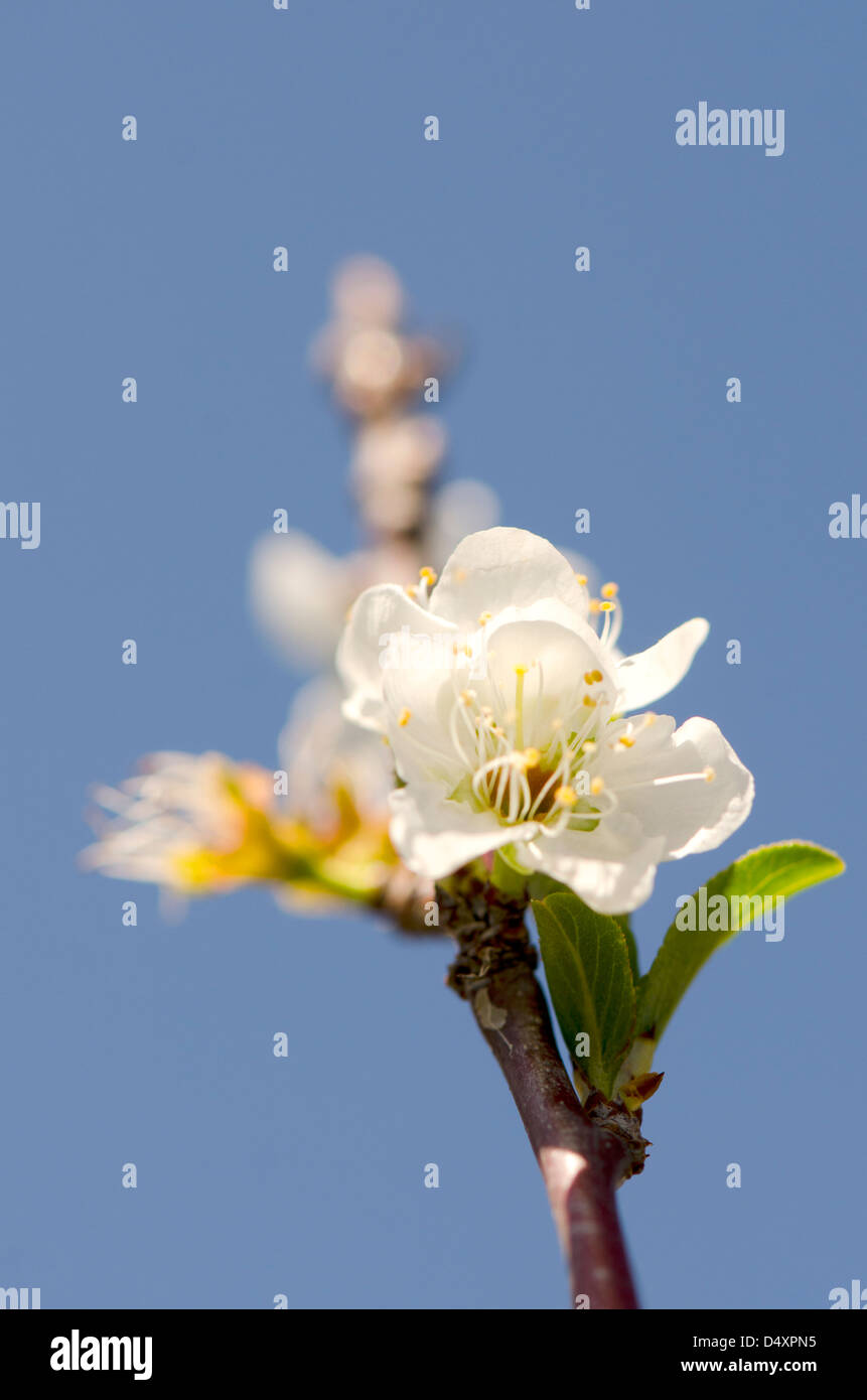 Blossom of a prune tree in spring Stock Photo - Alamy