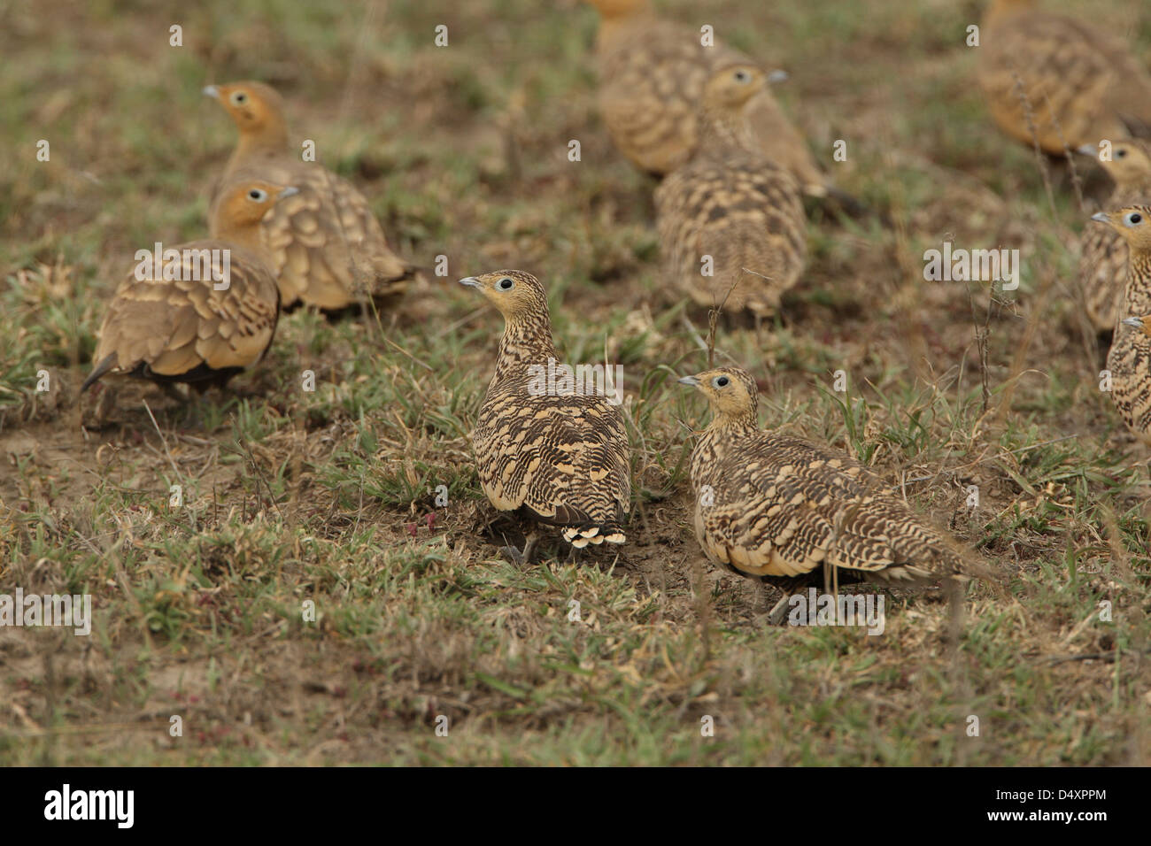 African grouse hi-res stock photography and images - Alamy