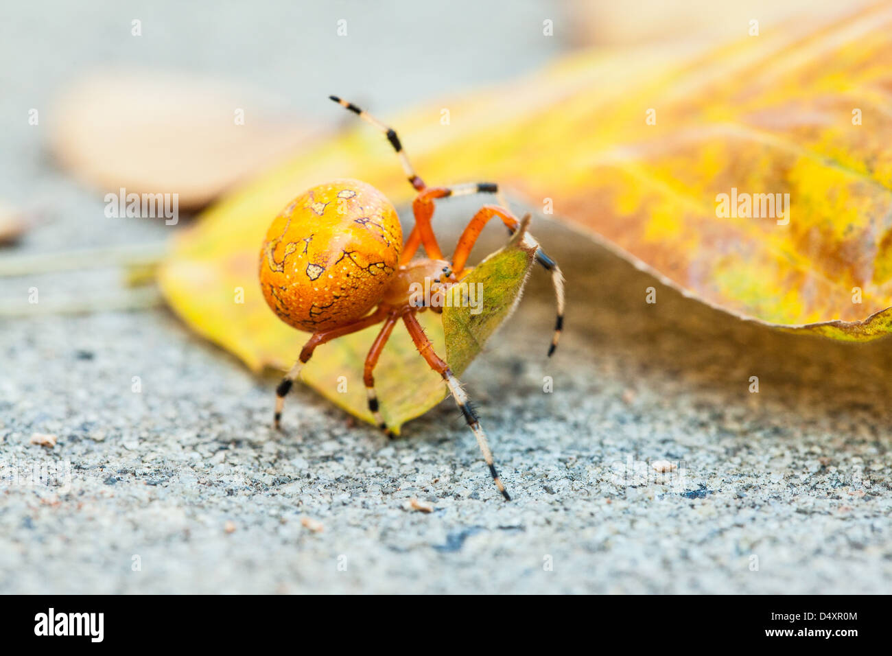 A macro shot of an Orange Marbled Orb Weaver spider on a fall leaf. North Carolina Stock Photo ...