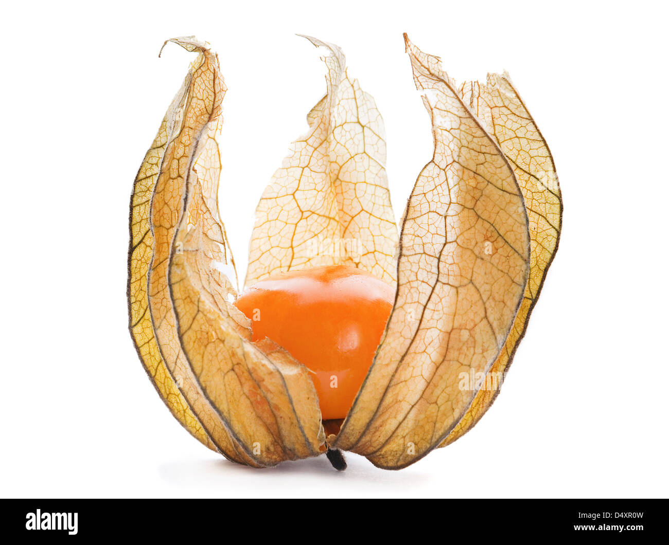 Physalis fruit hi-res stock photography and images - Alamy