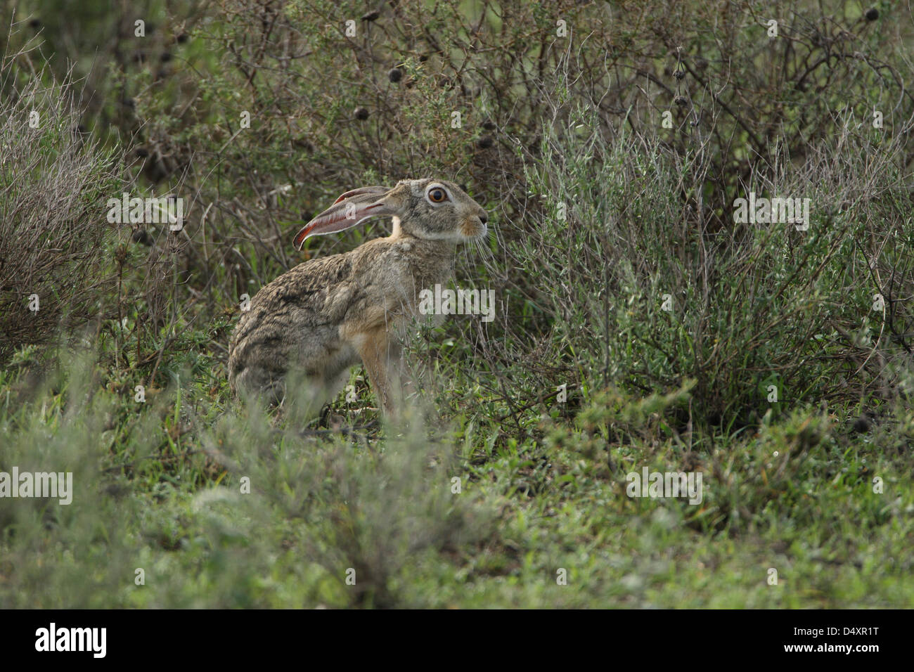 African jumping hare hi-res stock photography and images - Alamy