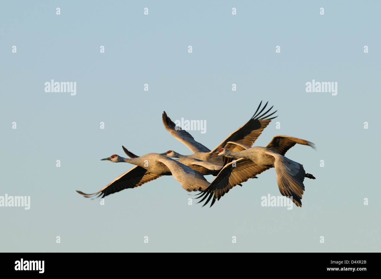 Sandhill Cranes in a pond and flying over the water and the hills at ...
